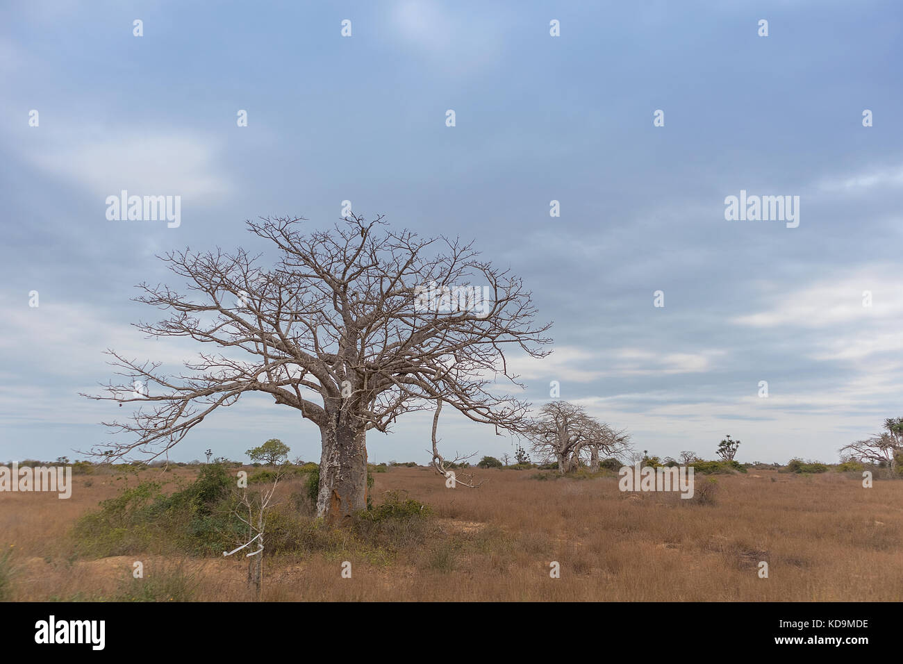 Typical African tree known as Imbondeiro. African plain. Angola Stock ...