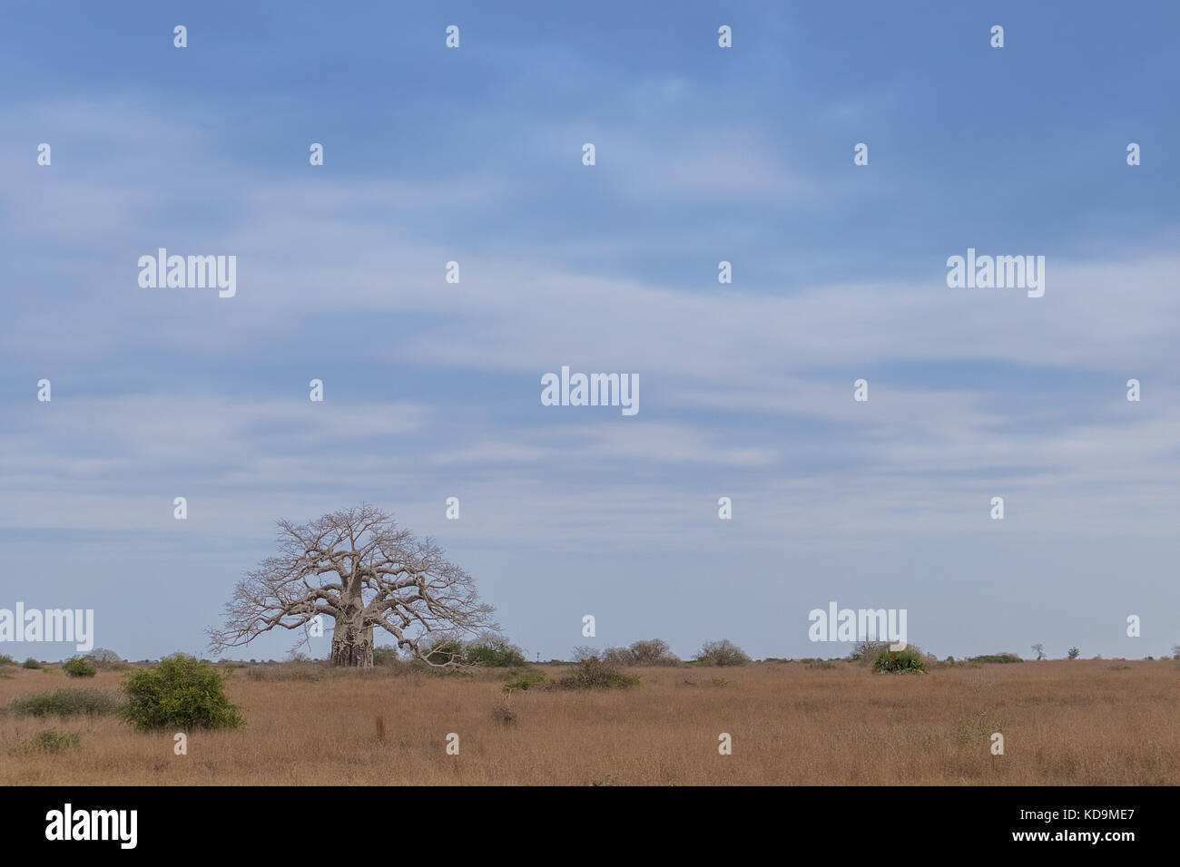Typical African tree known as Imbondeiro. African plain. Angola Stock ...