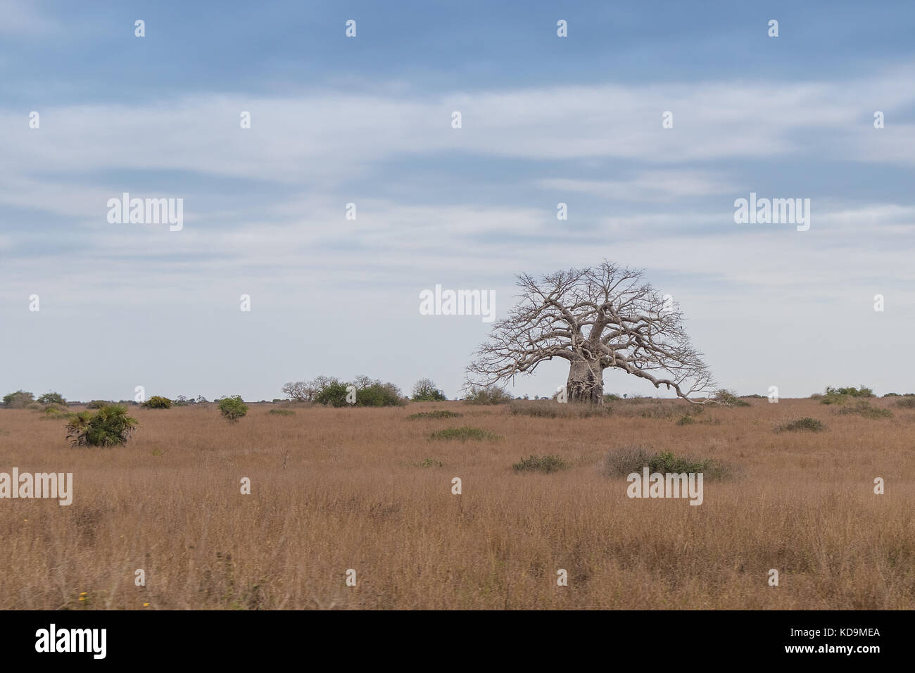 Typical African tree known as Imbondeiro. African plain. Angola Stock ...