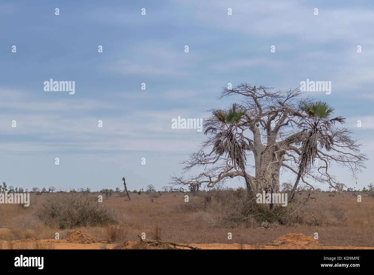 Typical African tree known as Imbondeiro. African plain. Angola Stock ...
