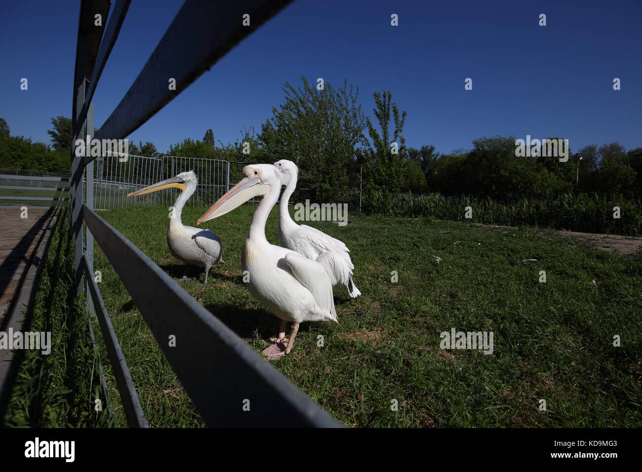 Two white pelicans in zoo on green grass Stock Photo - Alamy