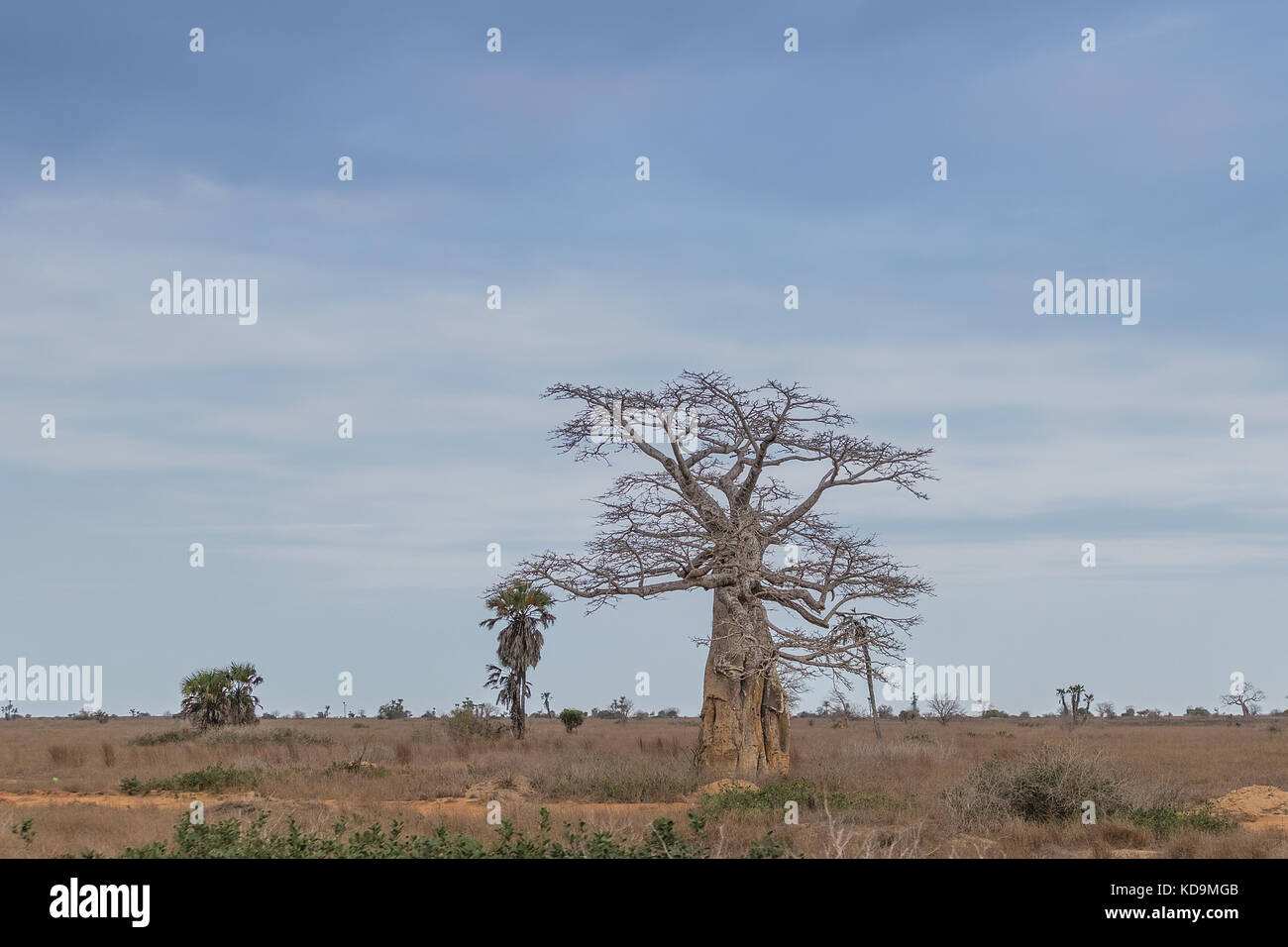 Typical African tree known as Imbondeiro. African plain. Angola Stock ...
