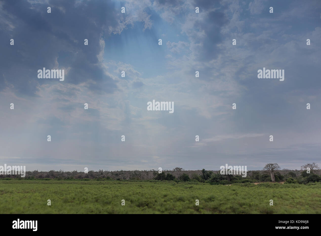 African green field in angola. Dramatic sky Stock Photo - Alamy
