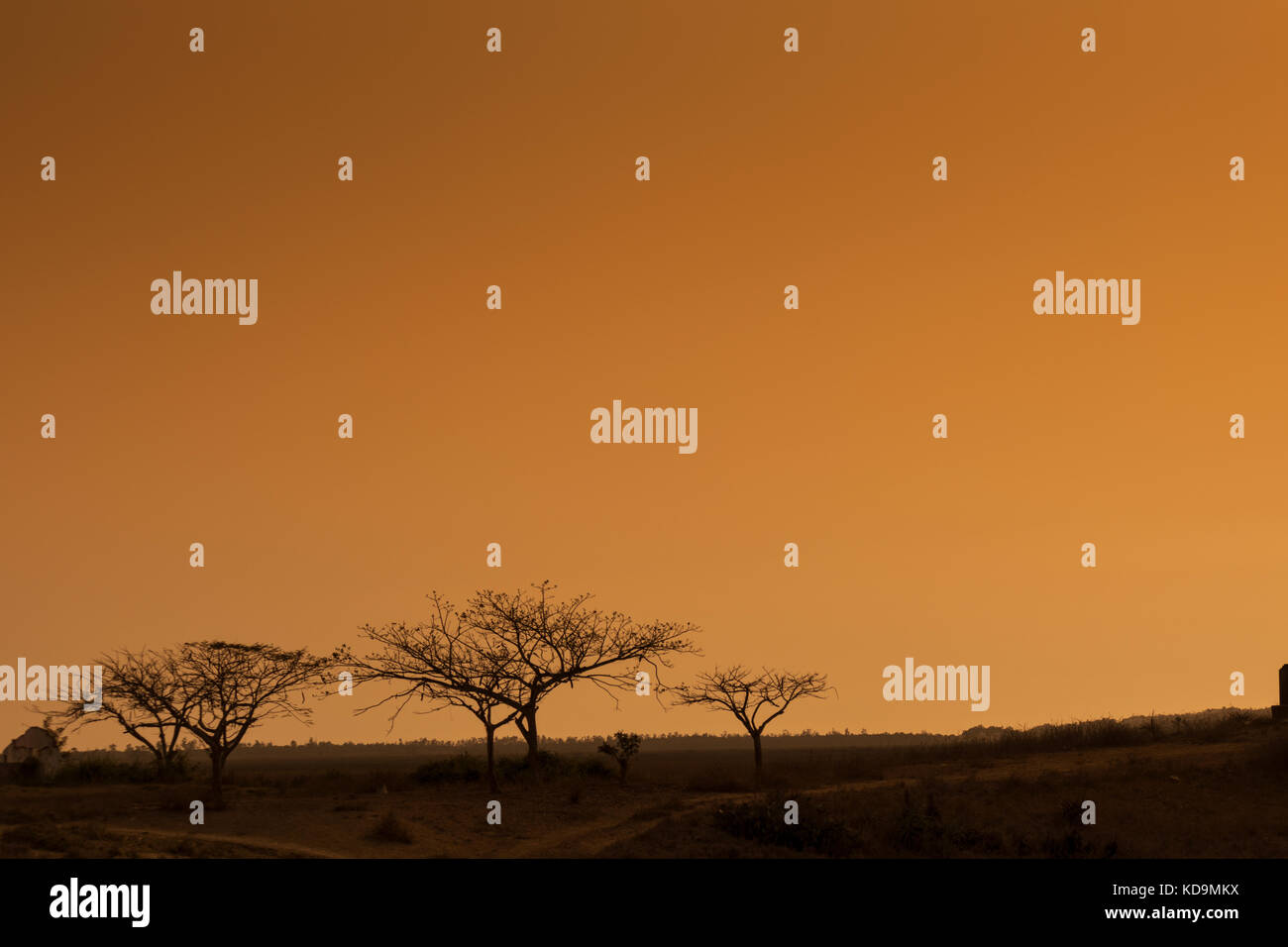 African plain at sunset, with dry trees. Angola Stock Photo - Alamy