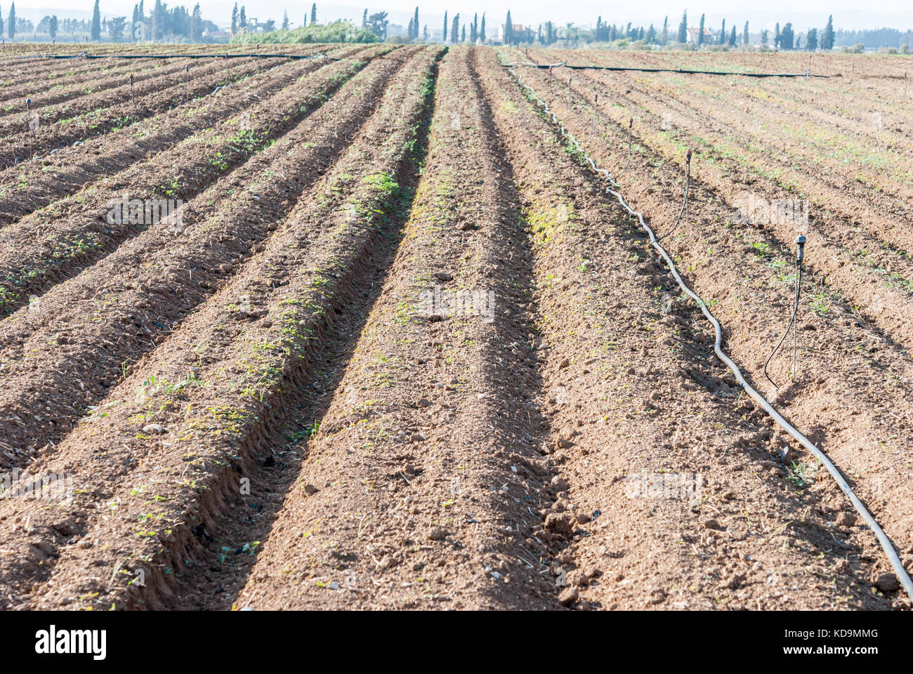 Sprinkler field irrigation system on agricultural land Stock Photo - Alamy