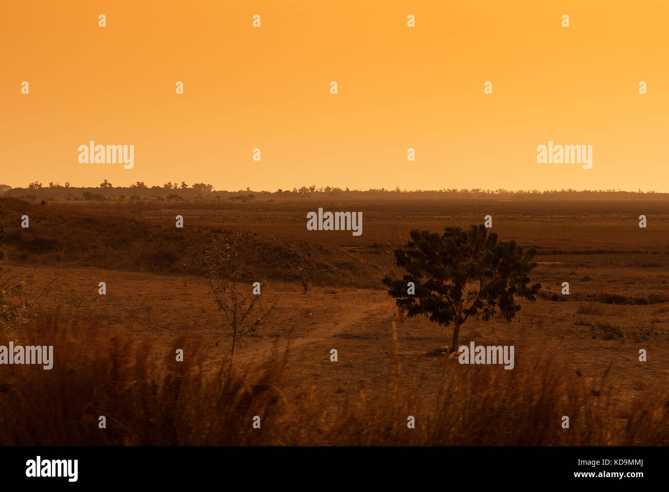 African plain at sunset, with dry trees. Angola Stock Photo - Alamy
