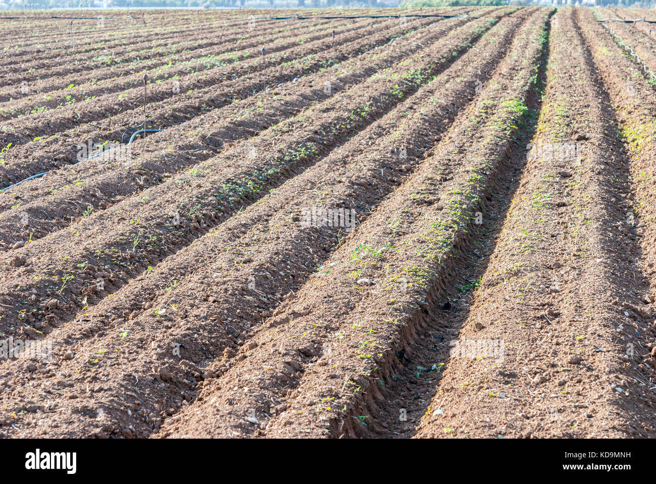 Sprinkler field irrigation system on agricultural land Stock Photo - Alamy