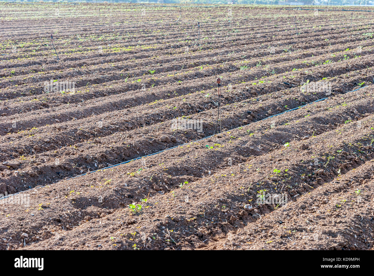 Sprinkler field irrigation system on agricultural land Stock Photo - Alamy