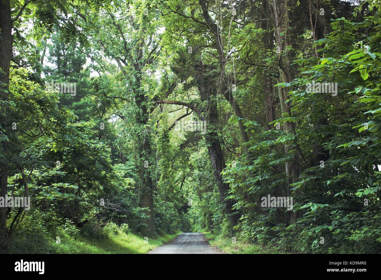 A comfortable forest Stock Photo - Alamy