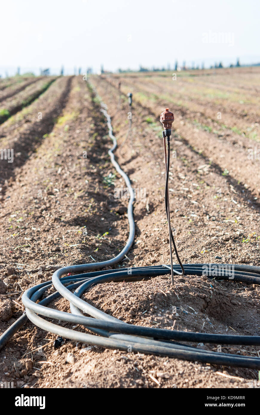 Sprinkler field irrigation system on agricultural land Stock Photo - Alamy