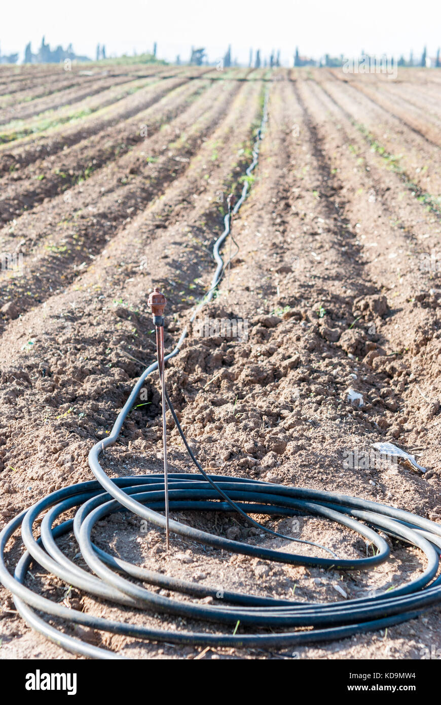 Sprinkler field irrigation system on agricultural land Stock Photo - Alamy