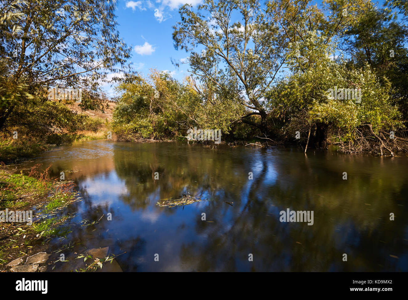 Early autumn landscape. Wild river flowing along the banks, densely ...
