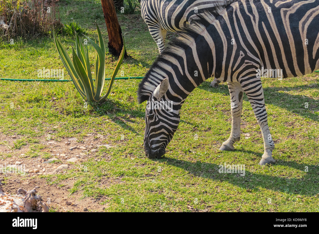 Zebra eating grass Stock Photo - Alamy