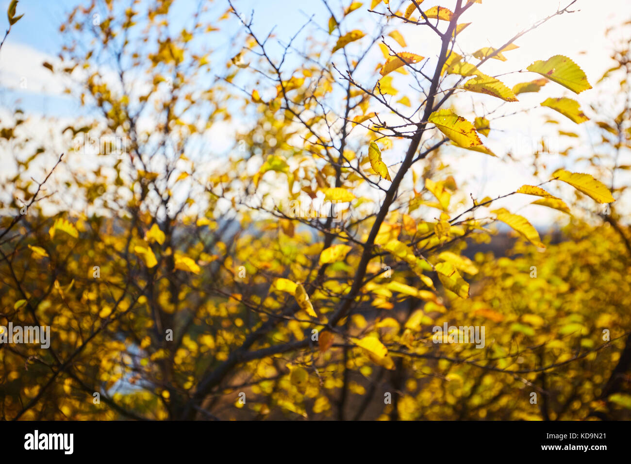 Tree with yellow leaves in bright autumnal landscape Stock Photo - Alamy