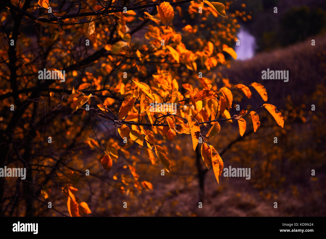 Landscape autumnal trees hill hi-res stock photography and images - Alamy