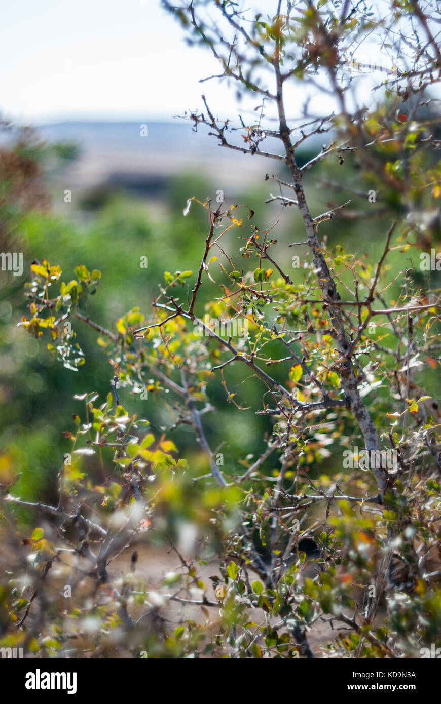 Forest bushes with blurry background Stock Photo - Alamy
