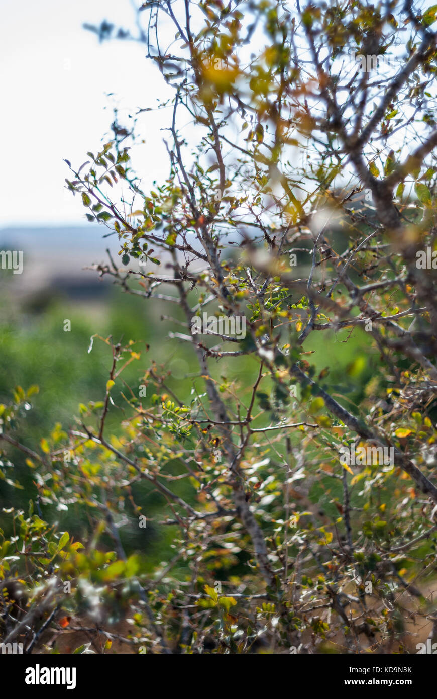 Forest bushes with blurry background Stock Photo - Alamy