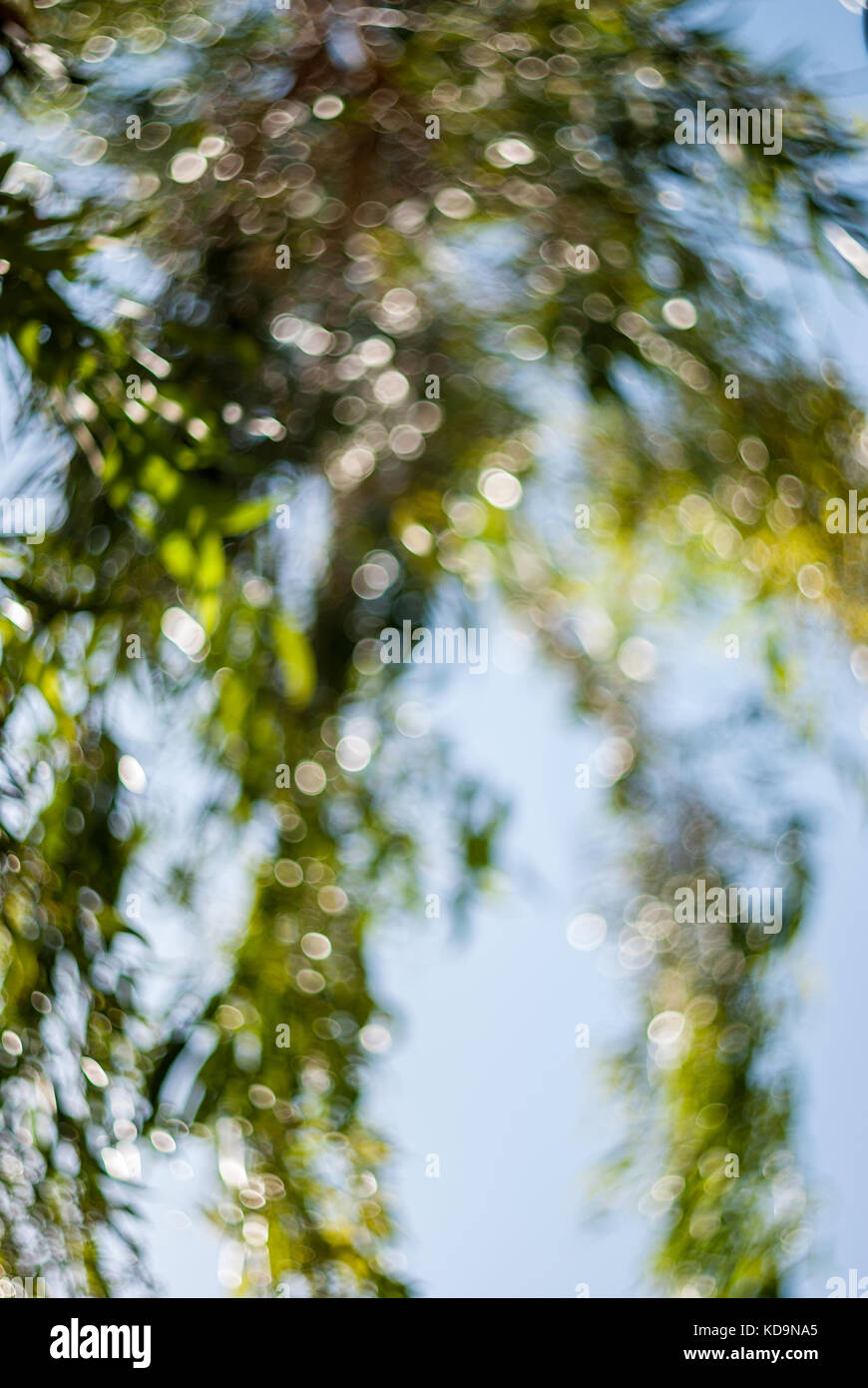 Blurry forest canopy Stock Photo - Alamy