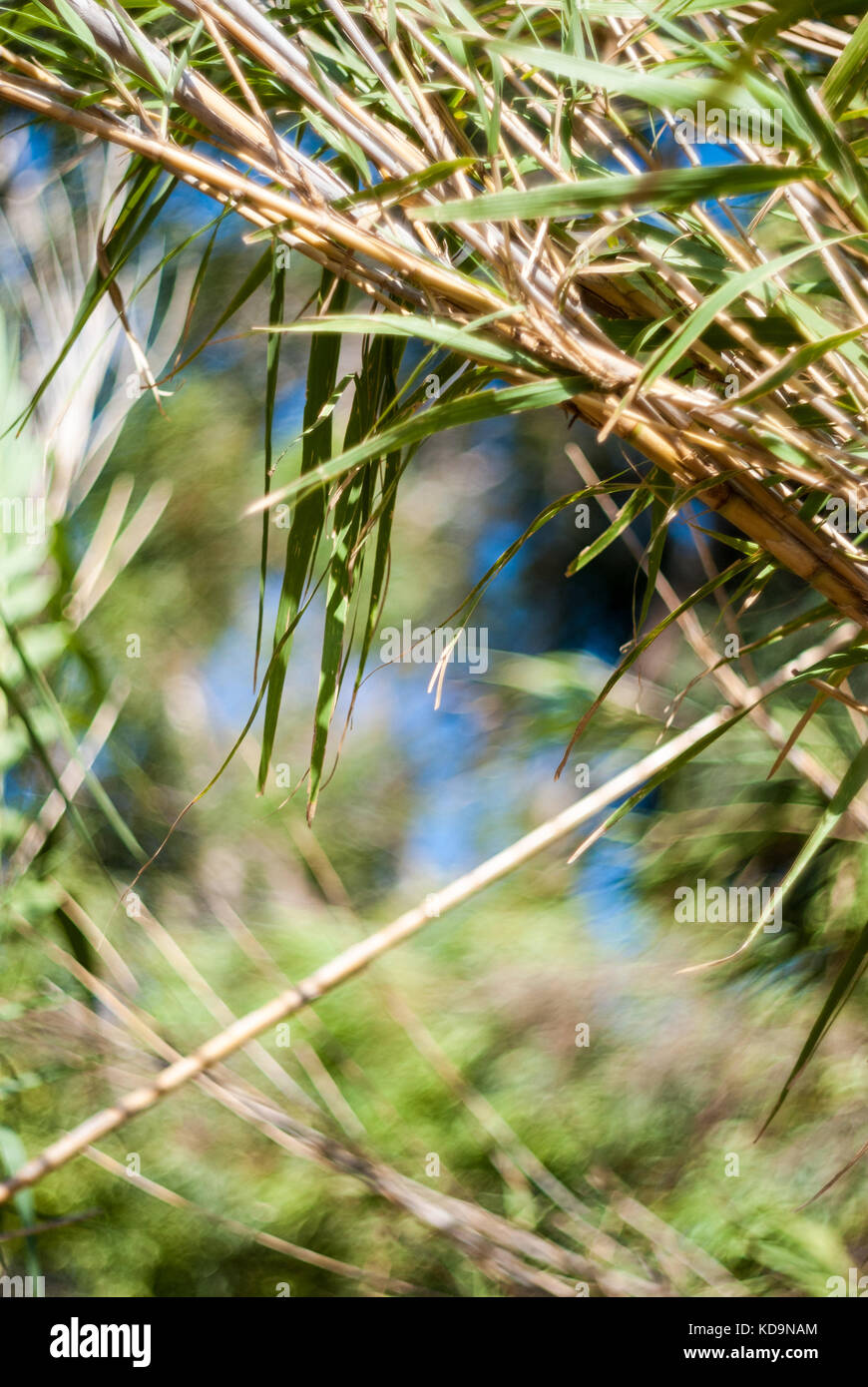 Reed cane with deep blue sky background Stock Photo - Alamy