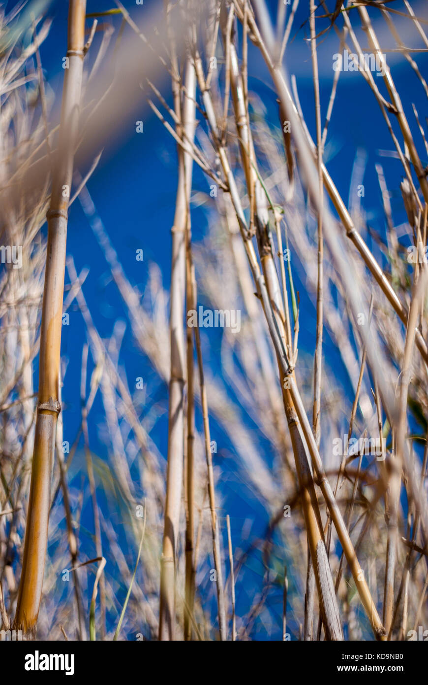 Reed cane with deep blue sky background Stock Photo - Alamy