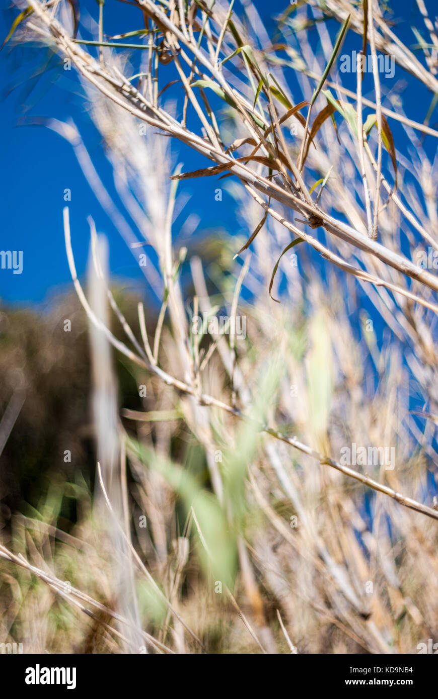 Reed cane with deep blue sky background Stock Photo - Alamy