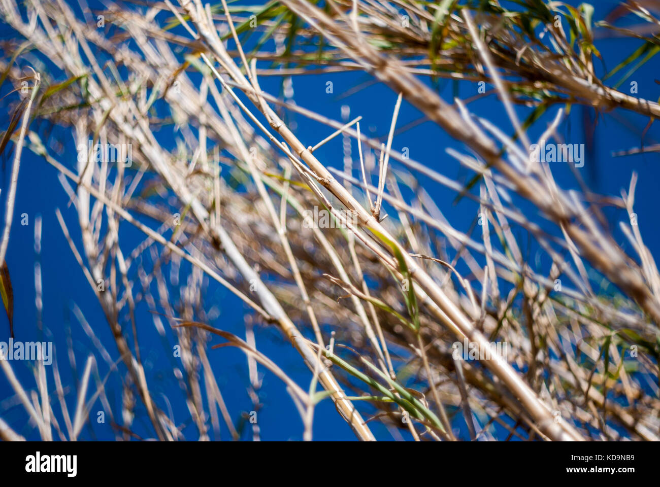 Reed cane with deep blue sky background Stock Photo - Alamy