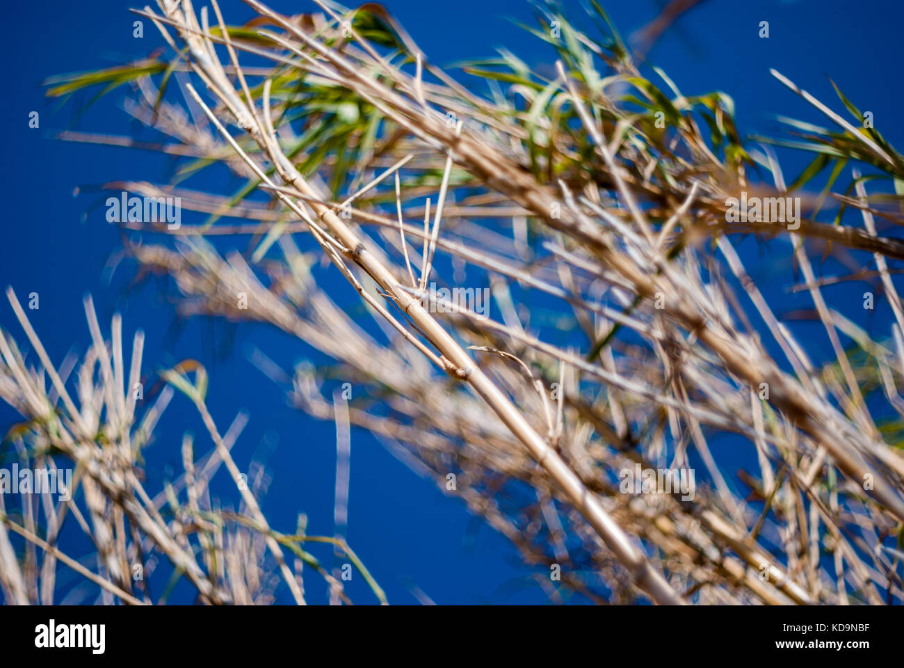 Reed cane with deep blue sky background Stock Photo - Alamy