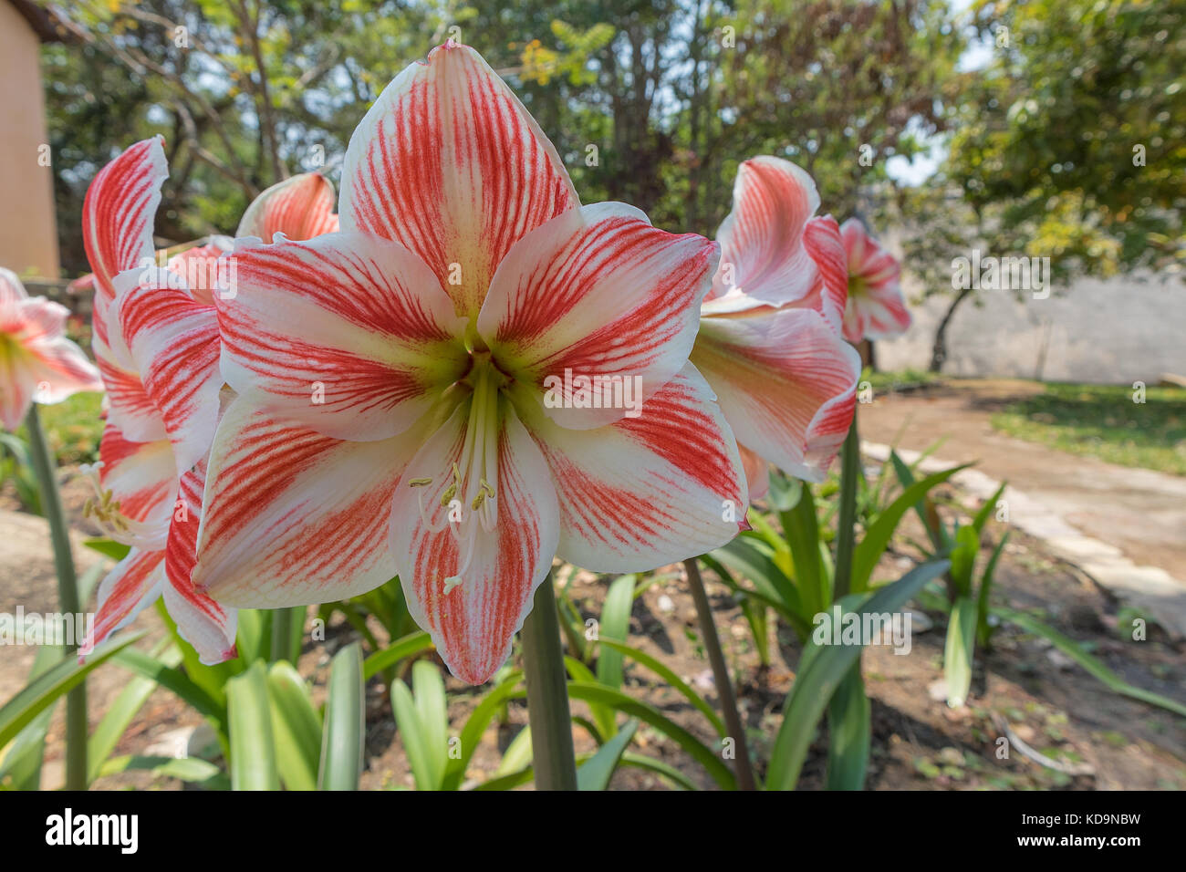 Rare, red flower with white strips Stock Photo - Alamy