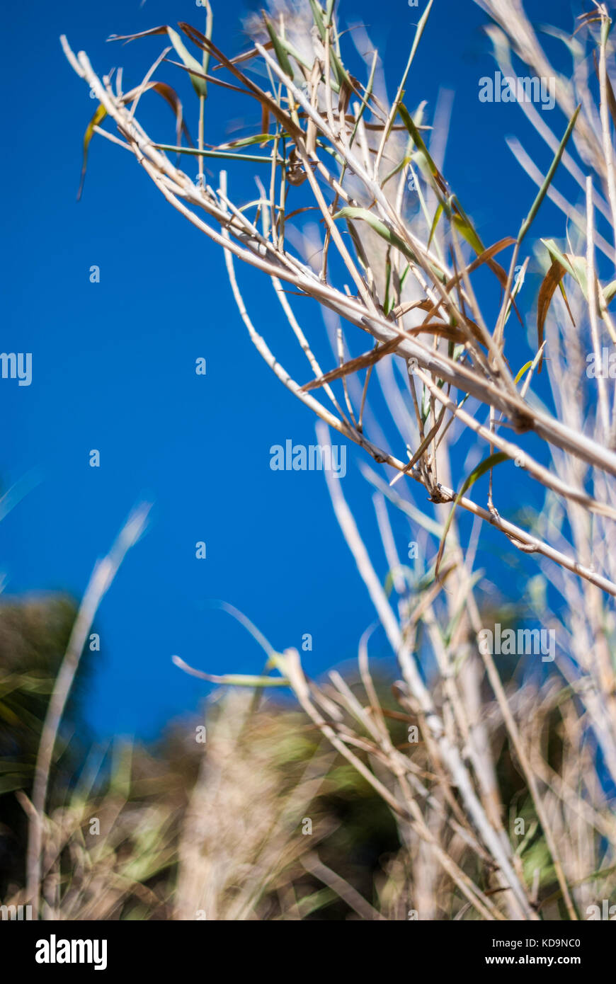 Reed cane with deep blue sky background Stock Photo - Alamy
