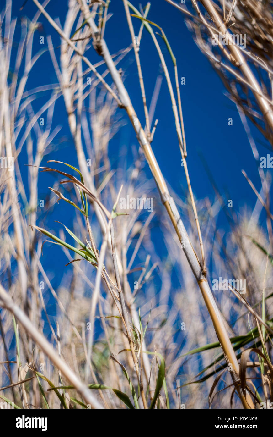 Reed cane with deep blue sky background Stock Photo - Alamy