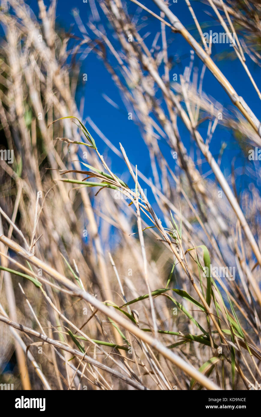 Reed cane with deep blue sky background Stock Photo - Alamy