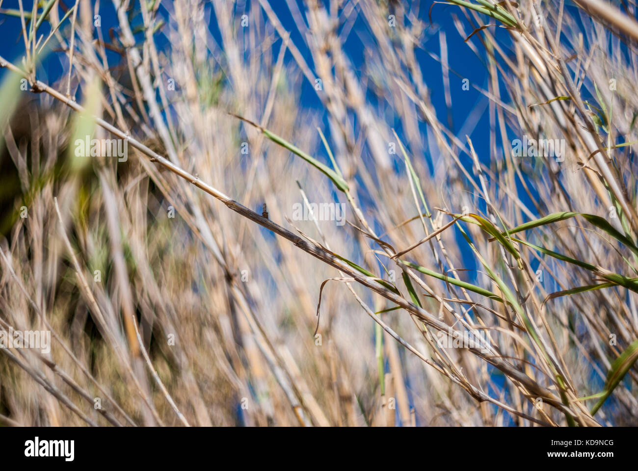 Reed cane with deep blue sky background Stock Photo - Alamy
