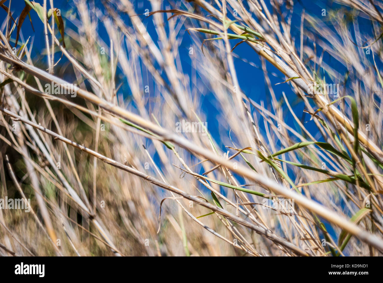 Reed cane with deep blue sky background Stock Photo - Alamy