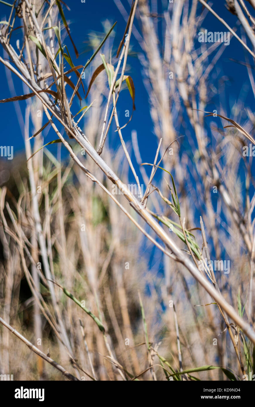 Reed cane with deep blue sky background Stock Photo - Alamy