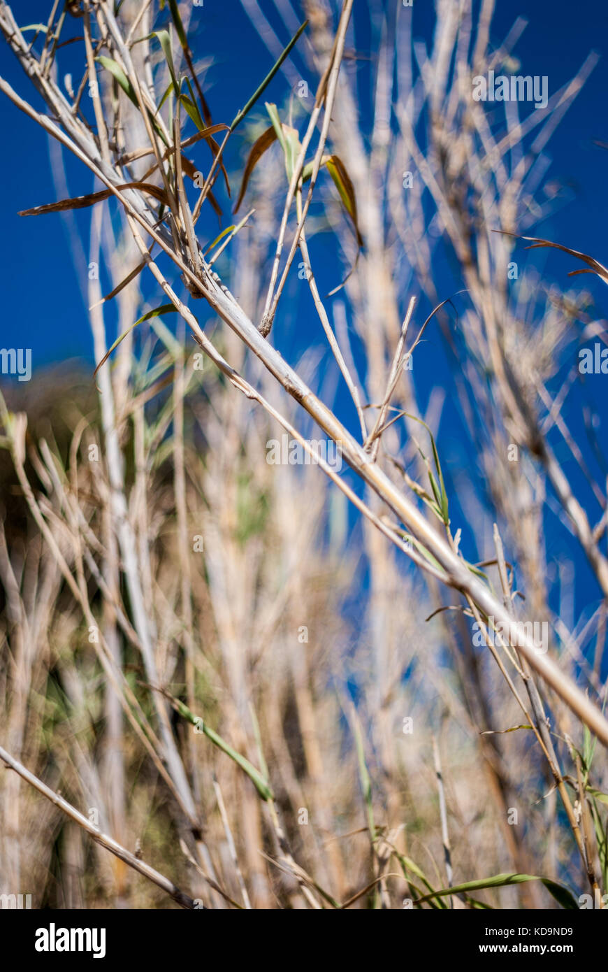 Reed cane with deep blue sky background Stock Photo - Alamy