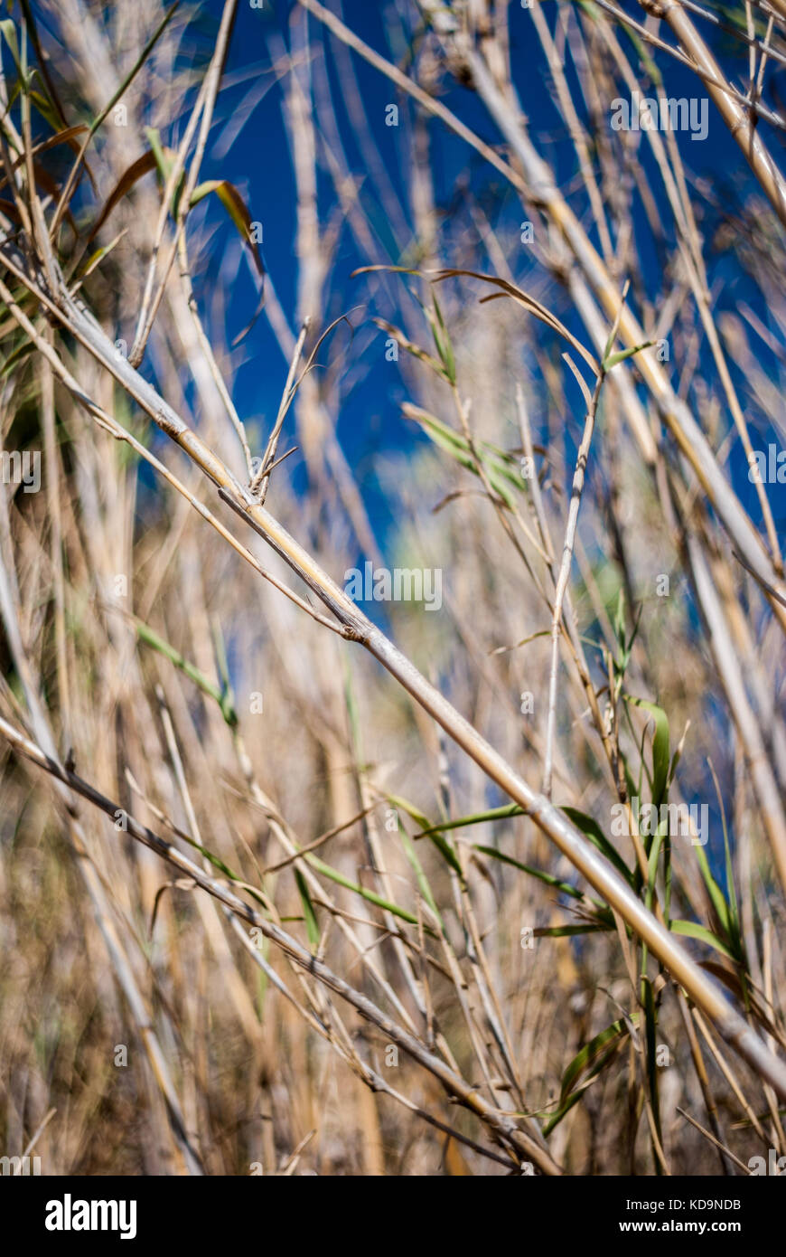 Reed cane with deep blue sky background Stock Photo - Alamy