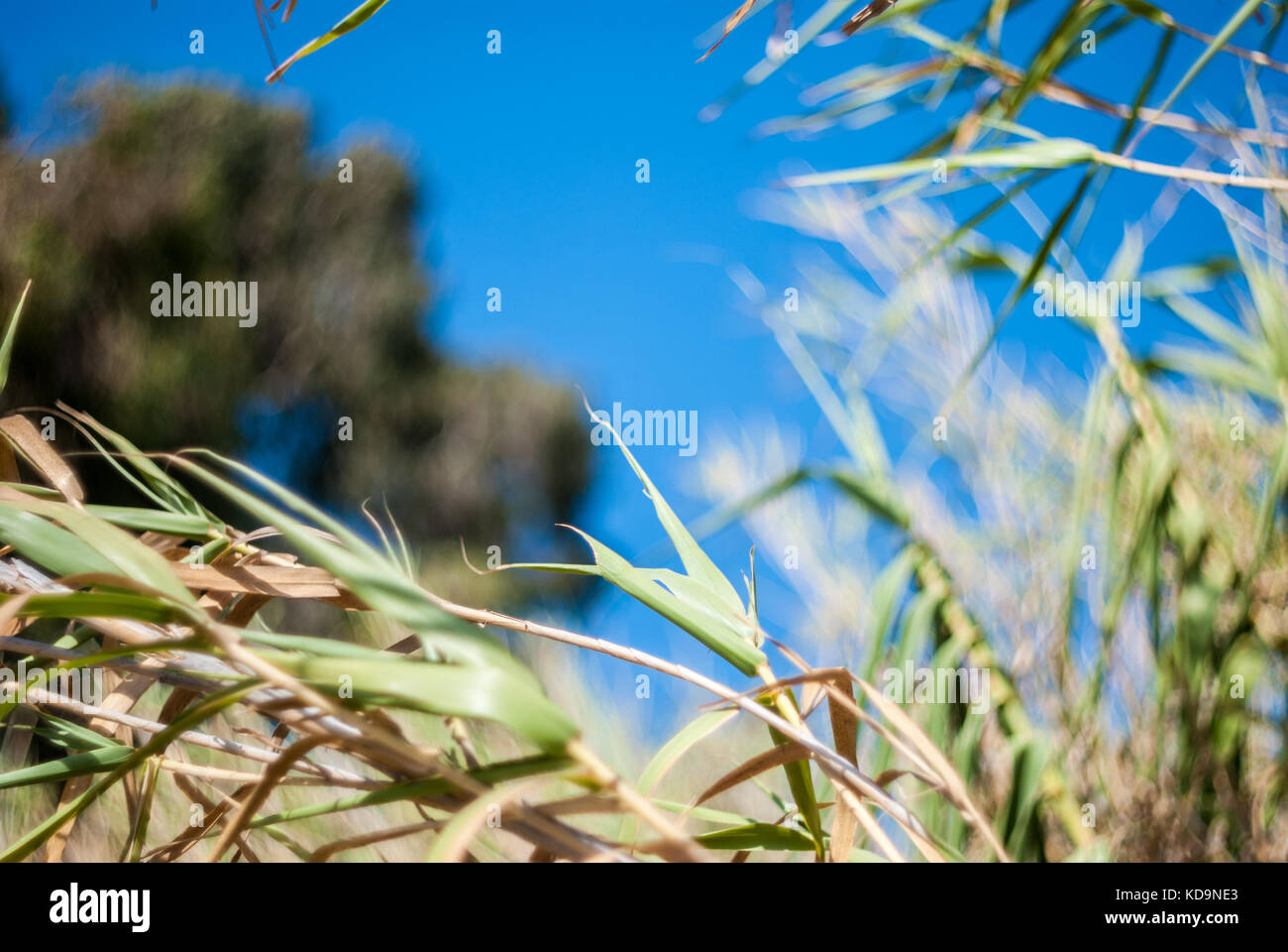 Reed cane with deep blue sky background Stock Photo - Alamy