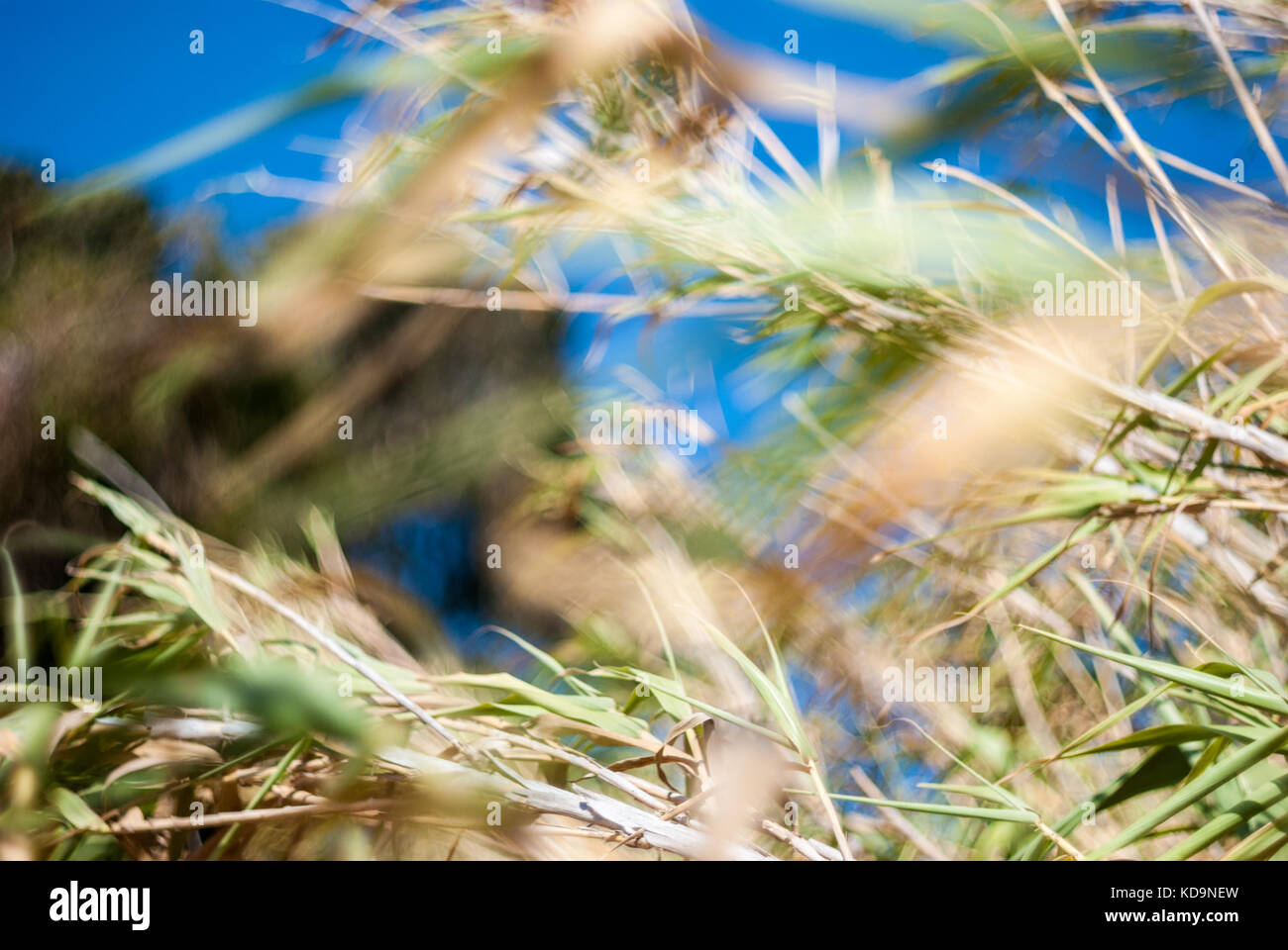Reed cane with deep blue sky background Stock Photo - Alamy