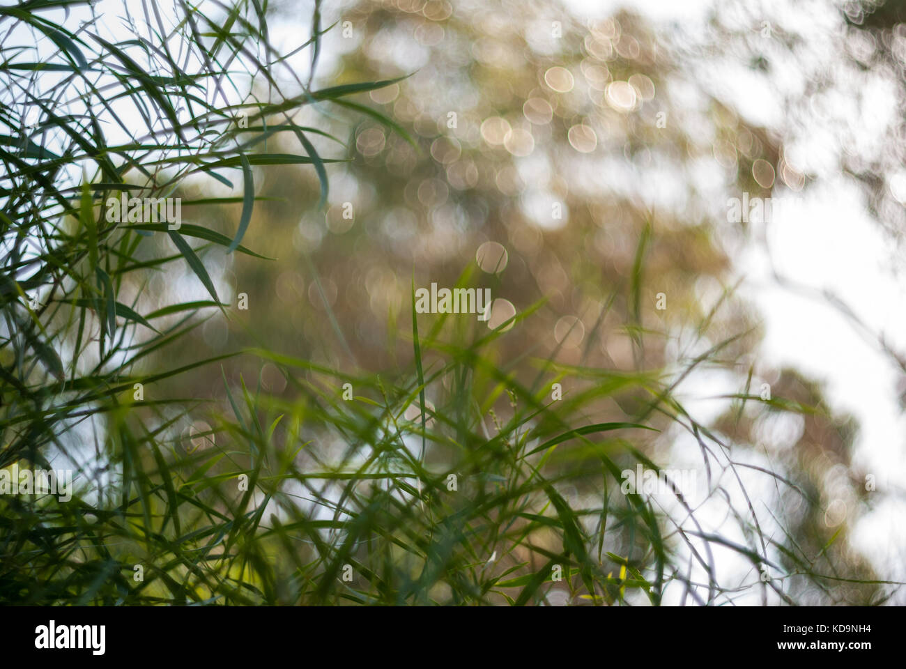 Forest bushes with blurry background Stock Photo - Alamy
