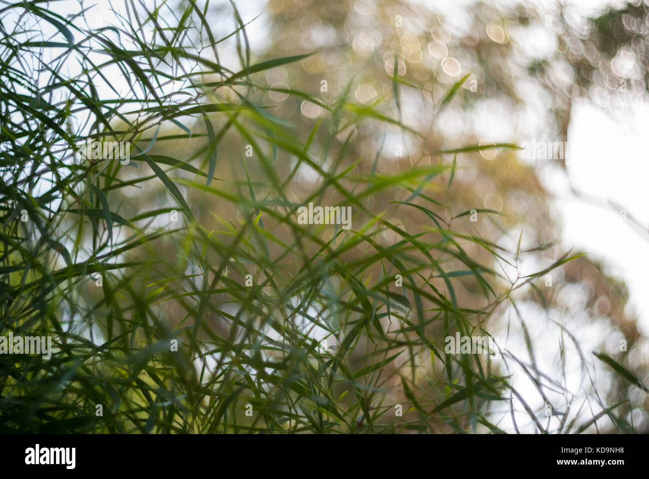 Forest bushes with blurry background Stock Photo - Alamy