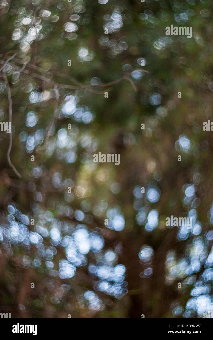 Blurry forest canopy Stock Photo - Alamy