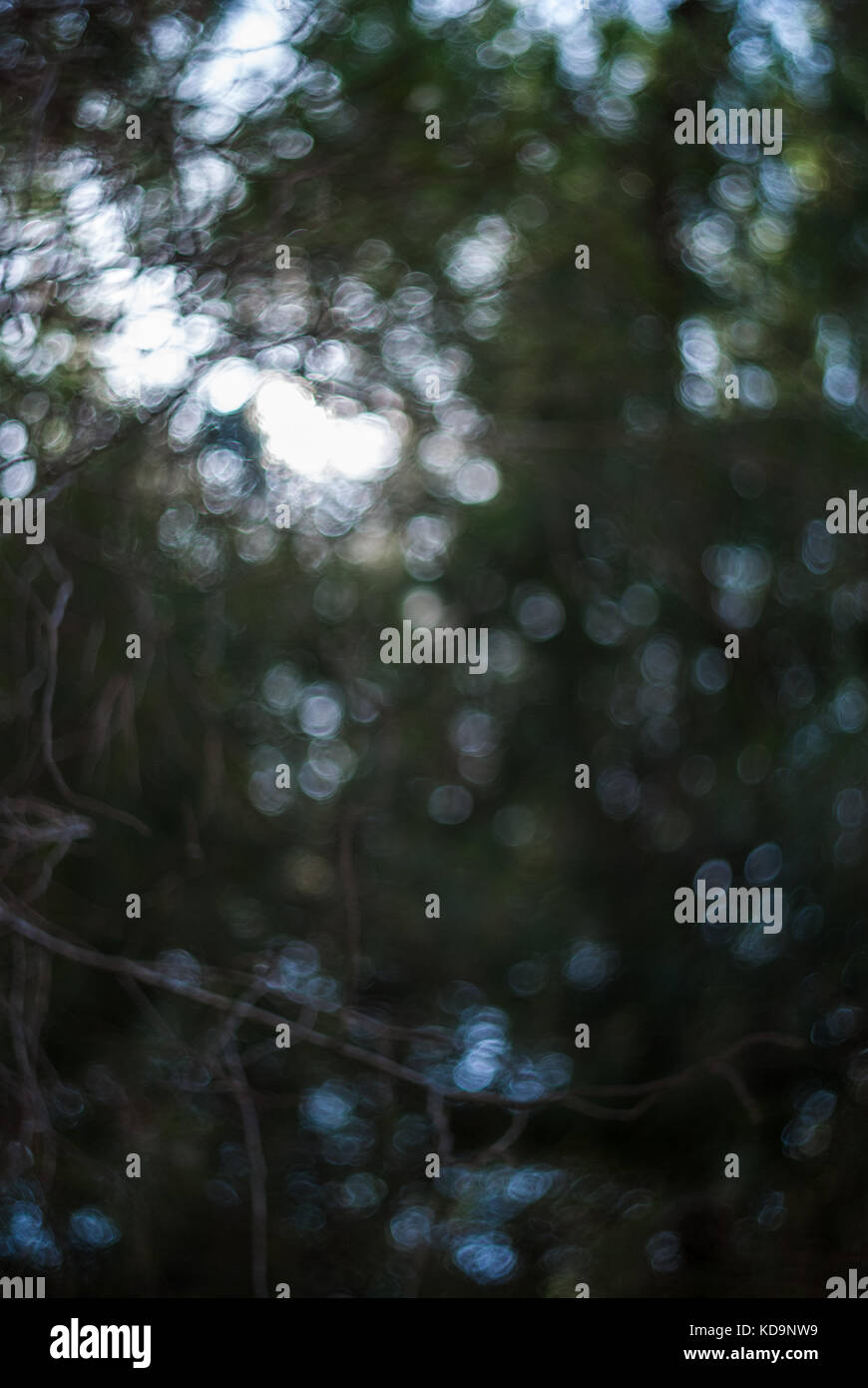 Blurry forest canopy - dark Stock Photo - Alamy