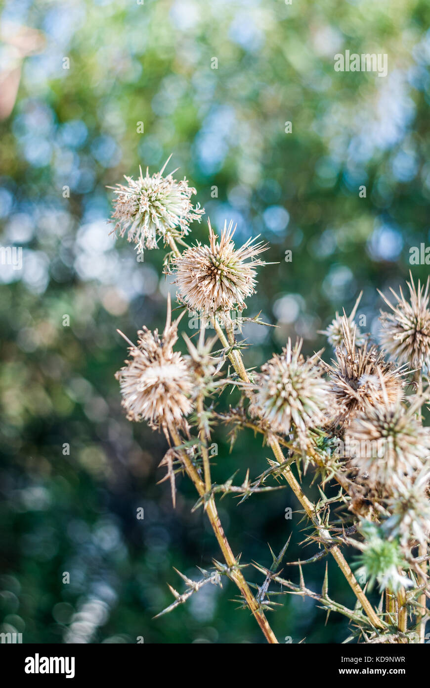 Wild dry flowers on blue green background Stock Photo - Alamy