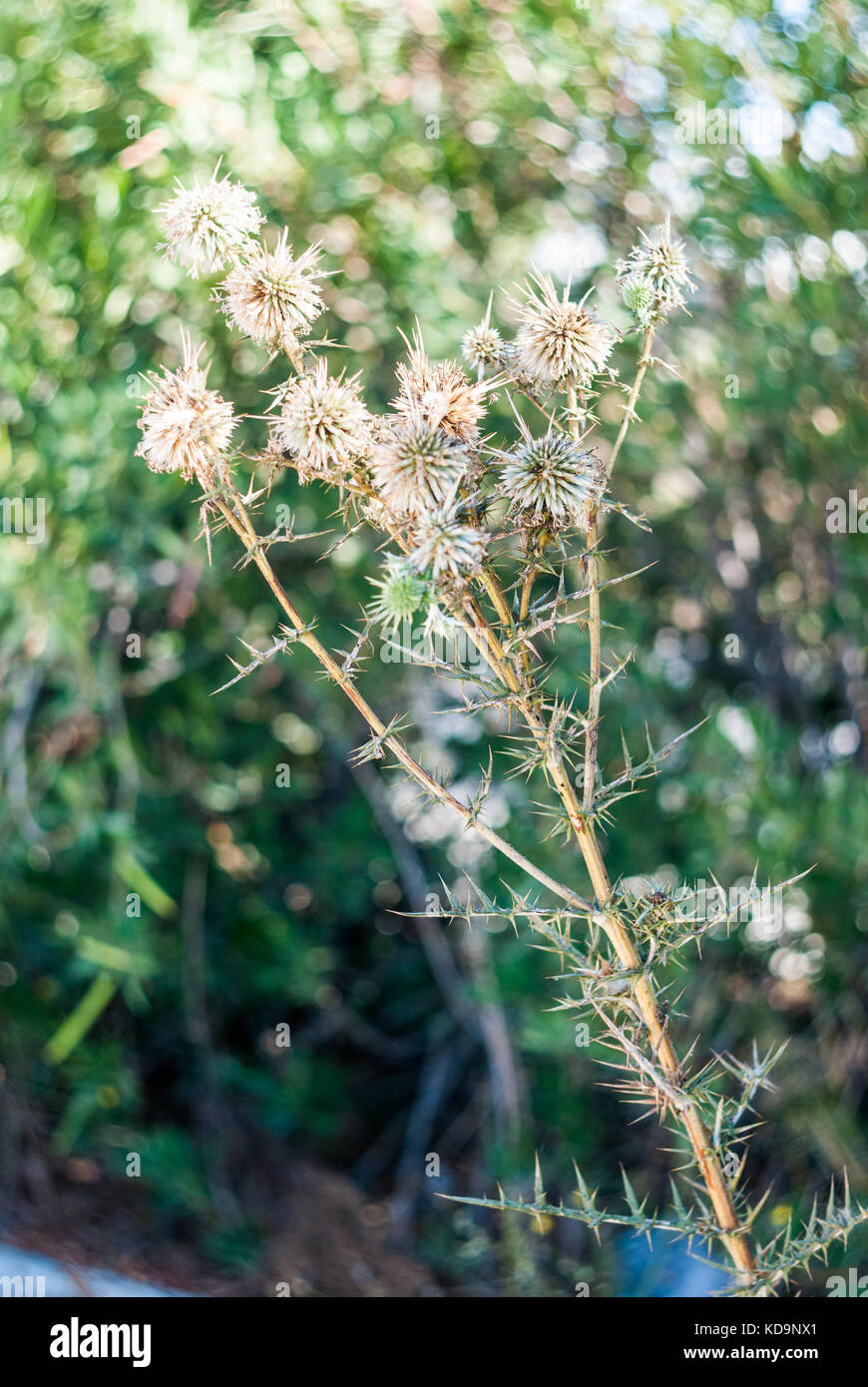 Wild dry flowers on blue green background Stock Photo - Alamy