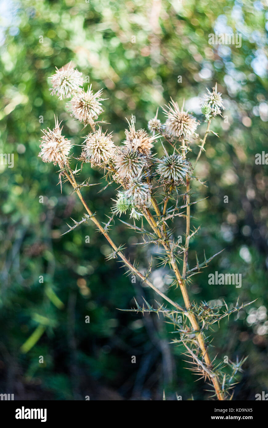 Wild dry flowers on blue green background Stock Photo - Alamy