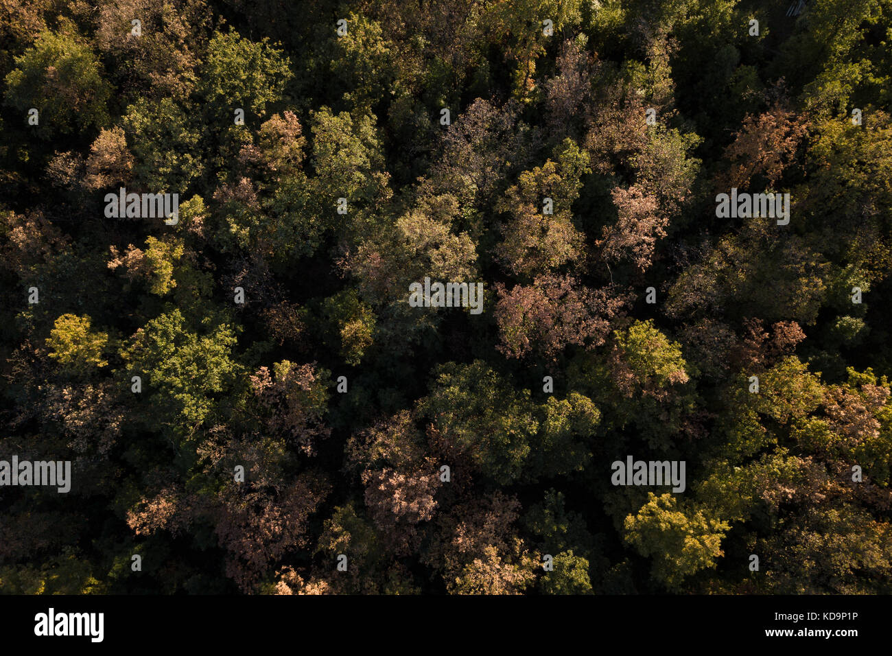 Aerial view of the Italian wild forest With tall and colorful trees at ...