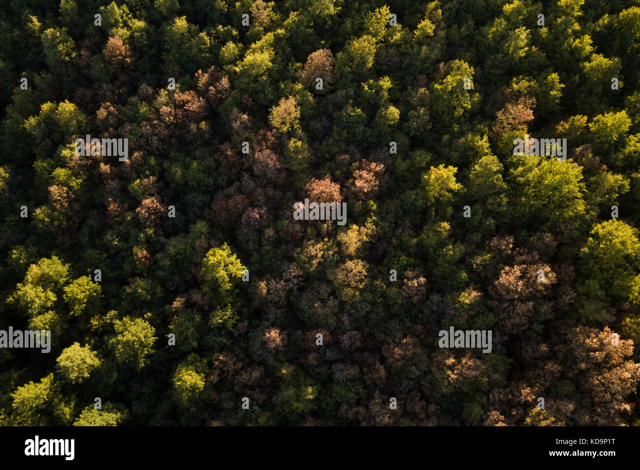 Aerial view of the Italian wild forest With tall and colorful trees at ...