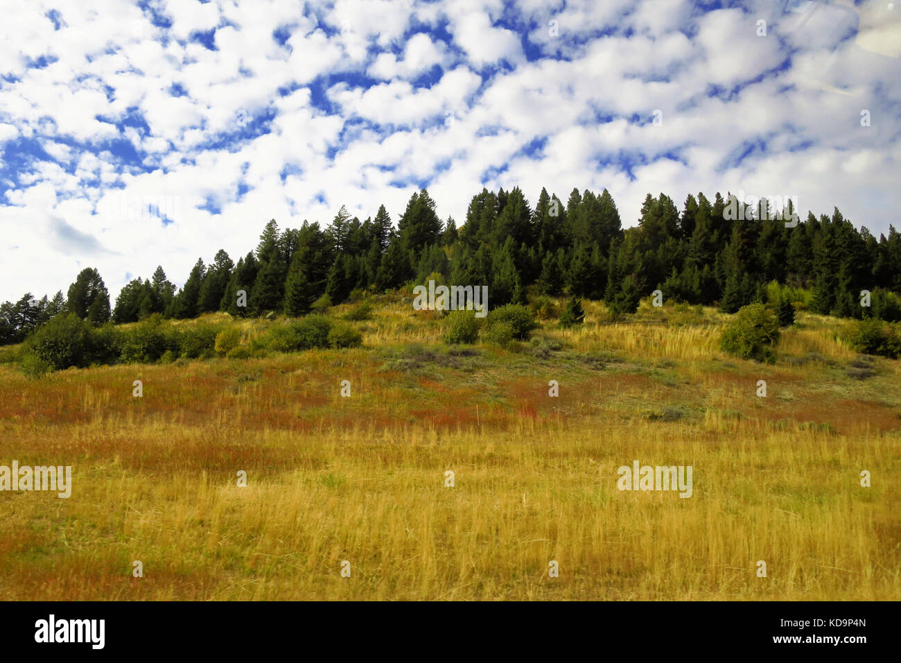 A plain leading up to a hillside covered with pine trees Stock Photo ...