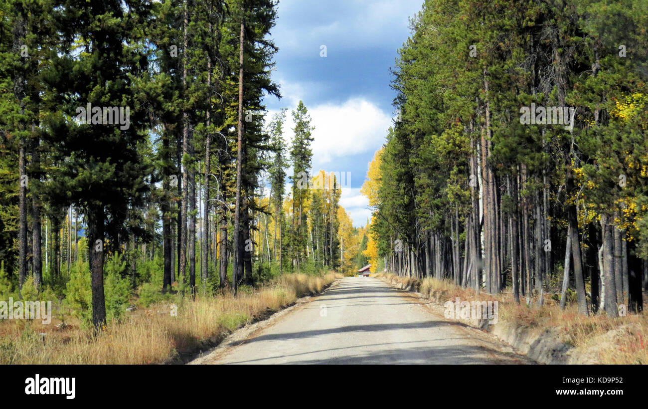A dusty trail leading through a fall forest in Glacier National Park ...