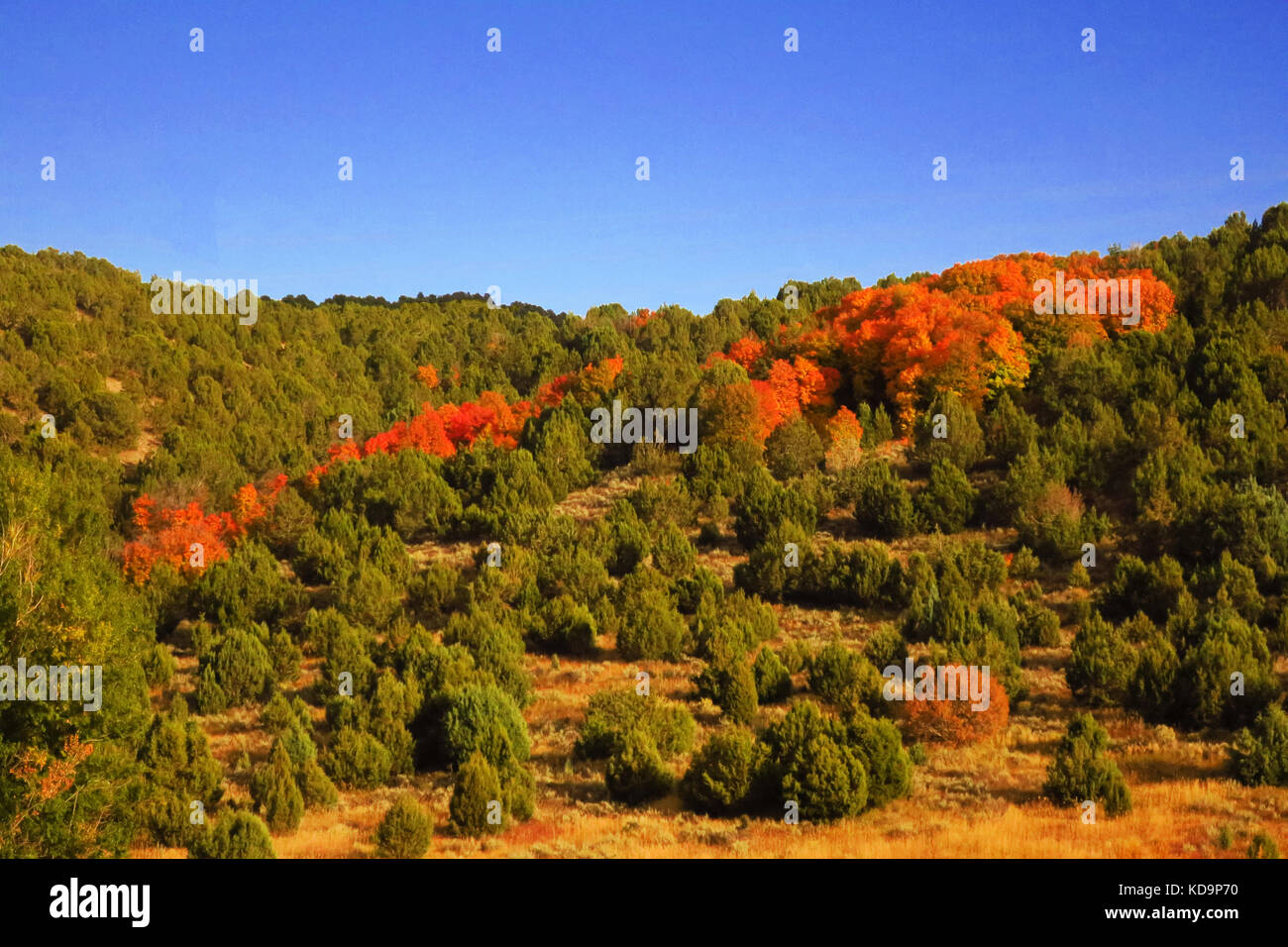 Dotted with trees hi-res stock photography and images - Alamy
